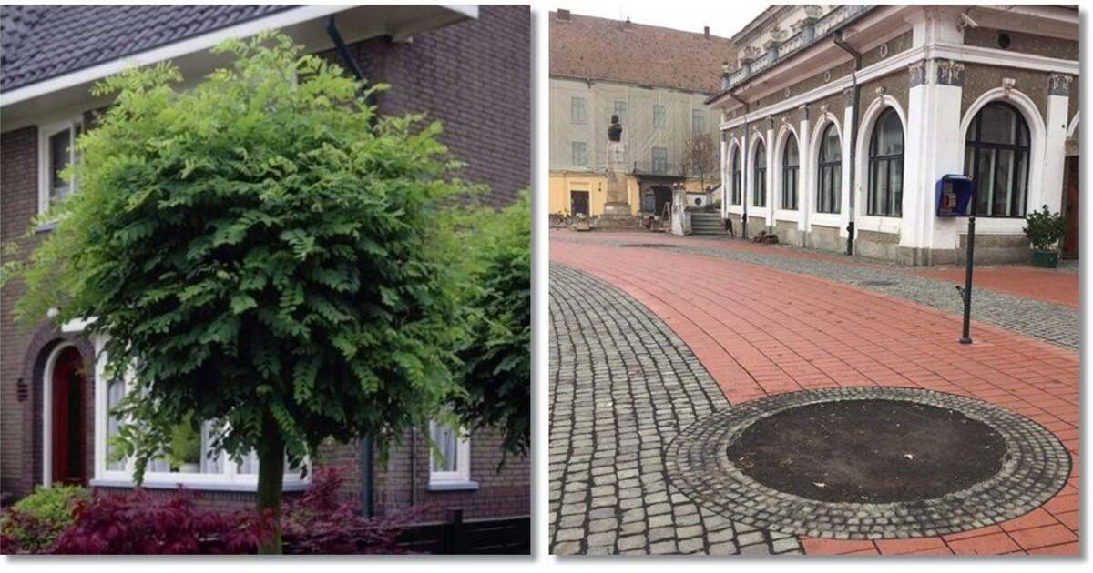 E oficial: vom avea salcami pitici in Piata Libertatii. Se planteaza 28 ...