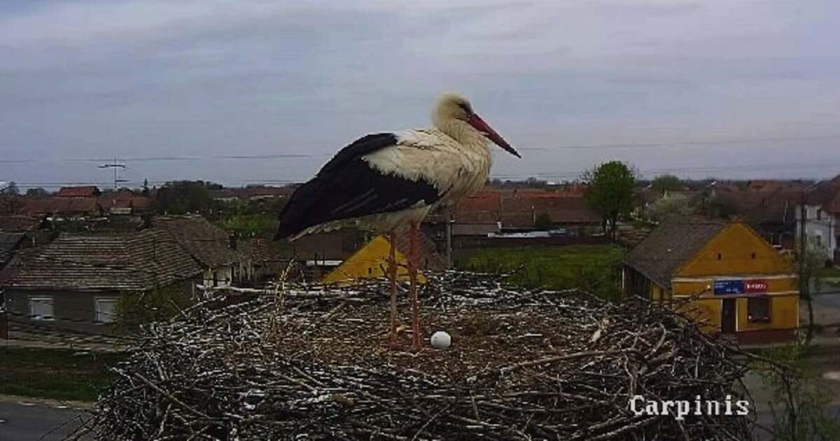 Primul ou de barza la Carpinis! Camera care transmite imagini live din ...