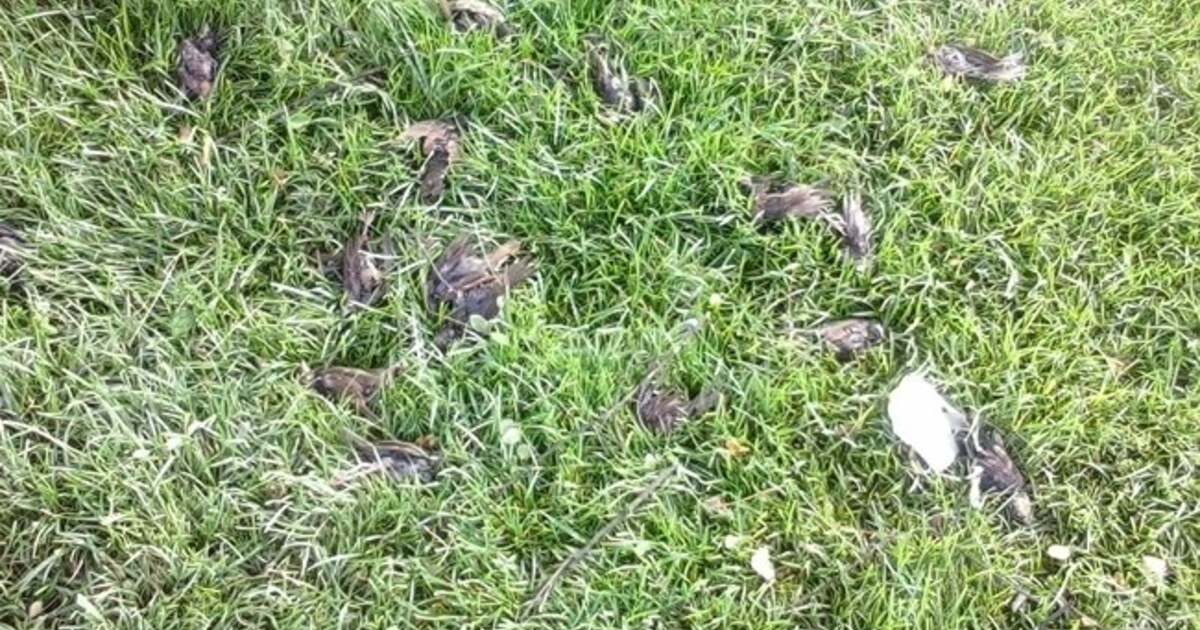 Aproximativ 100 de vrabiute moarte in Calea Buziasului. Garda de Mediu ...