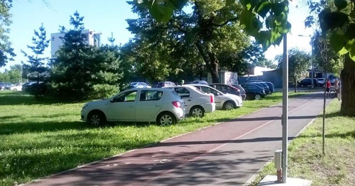 Bizoni parcati intr-un parc langa un strand din Timisoara - Tion