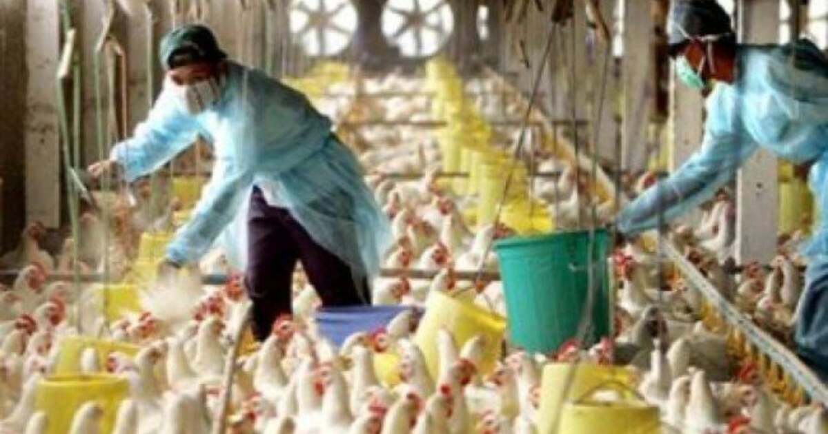 Gripa aviara, la granita judetului Timis. Masuri de protectie si ...