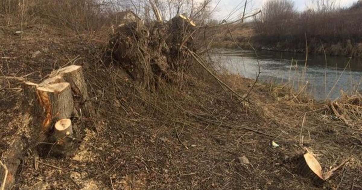 Cititor TION: Copaci taiati la ecluza de la Sanmihaiu Roman - Tion