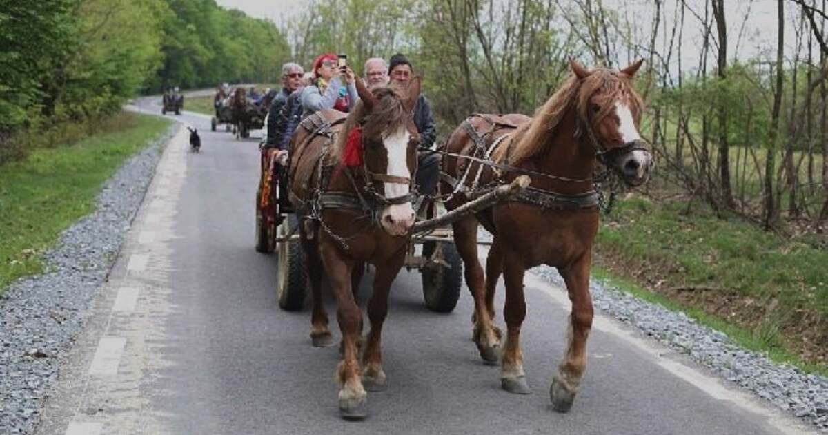 Excursie in Timis: Plimbare cu caruta prin padure, la bisericile de ...
