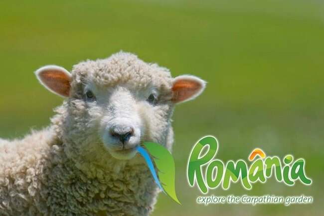 Oaia lui Daea versus Timisoara Capitala Culturala Europeana 2021 - Tion