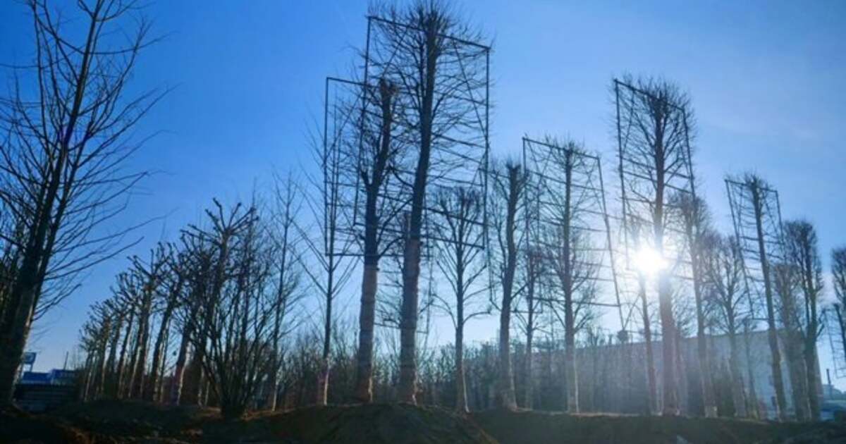 Au sosit arborii din viitorul parc al Ansamblului Openville. O ...