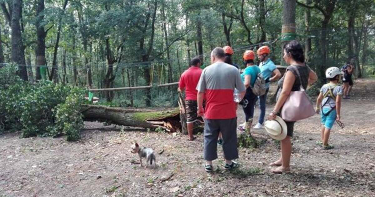 Copil ranit dupa ce a fost lovit de un copac, intr-un parc de aventura ...