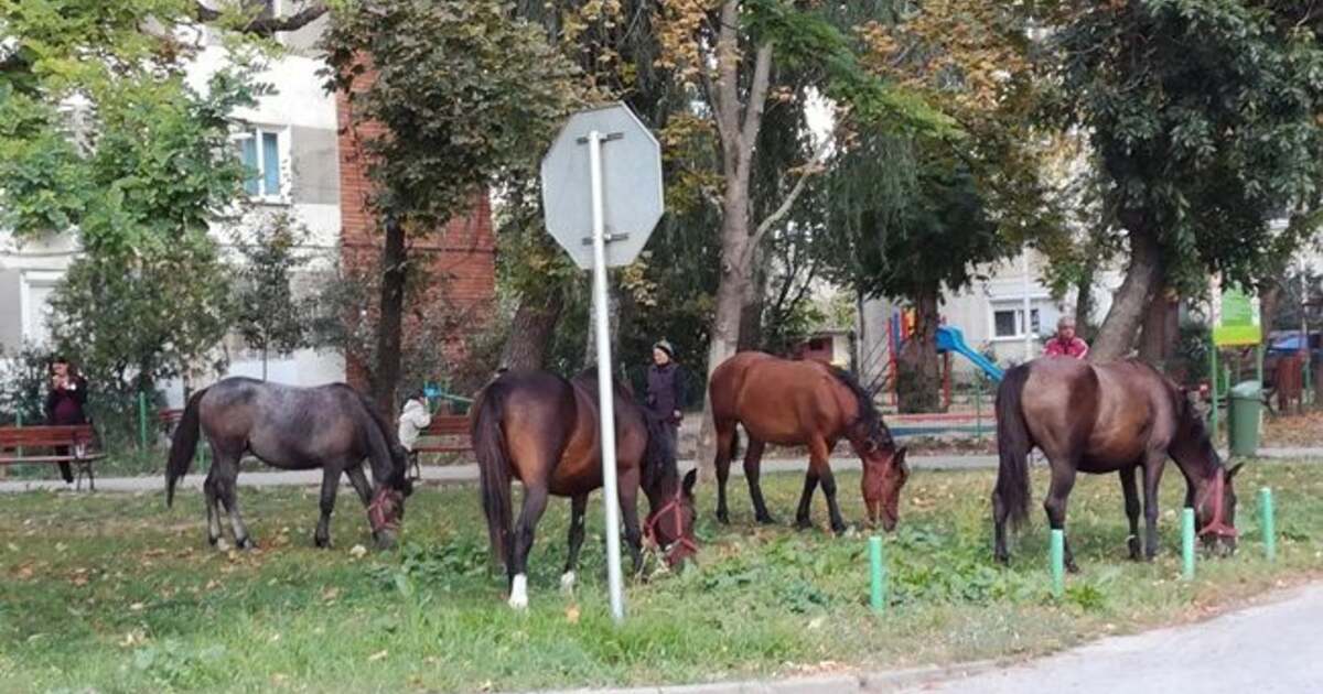 Sapte cai la pascut pe ditamai bulevardul, la Timisoara - Tion
