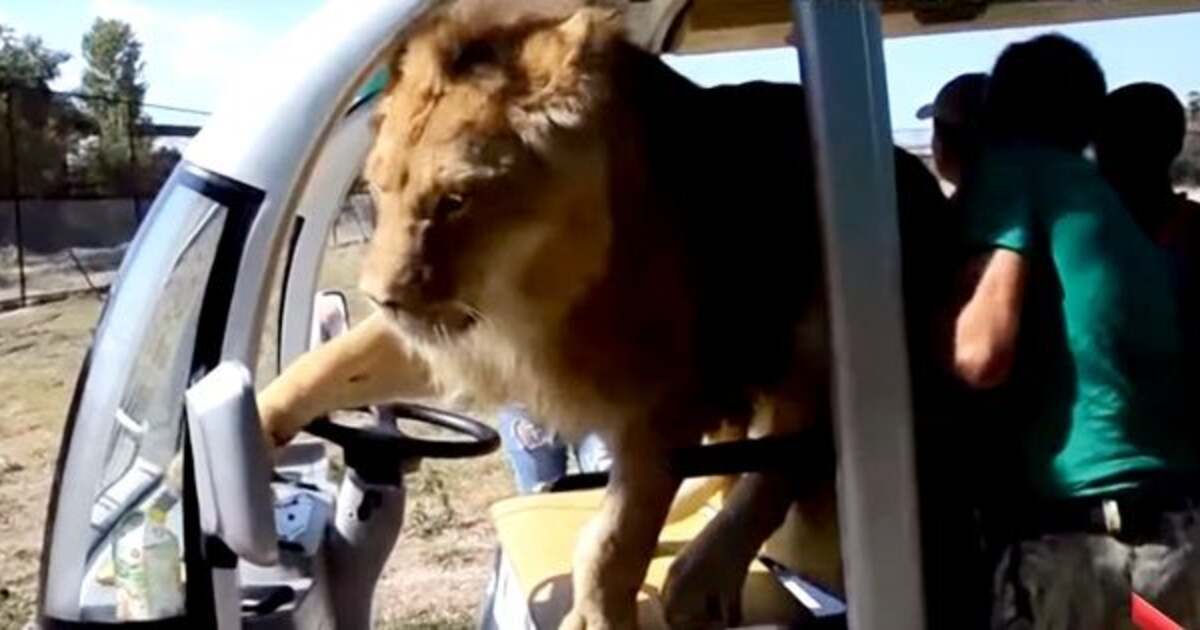 Un leu a sarit intr-o masina plina cu turisti, intr-un parc safari - Tion