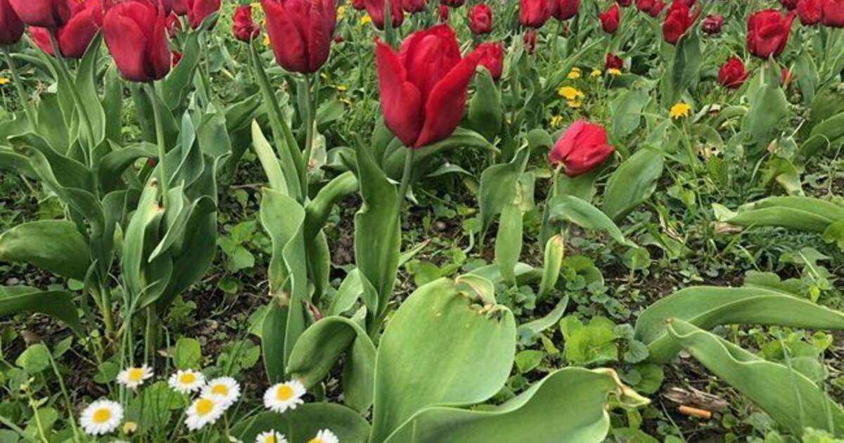 Cele mai frumoase lalele, la primavara, in Parcul Justitiei. Robu ...