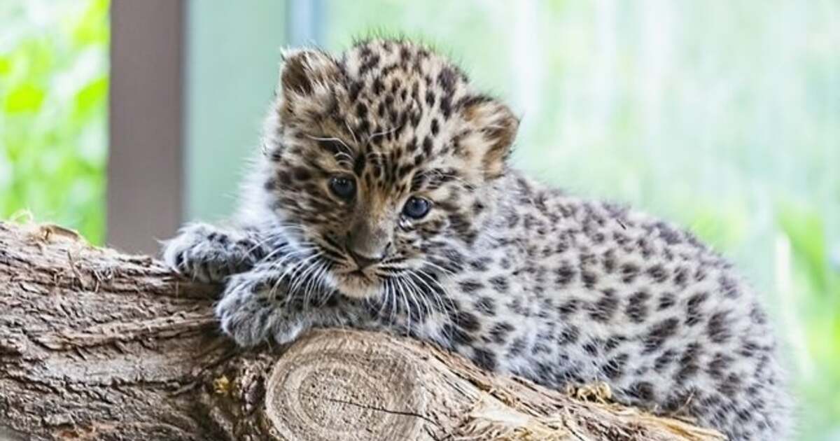 Pui de leopard găsit în bagajul unui pasager, pe un aeroport din India ...
