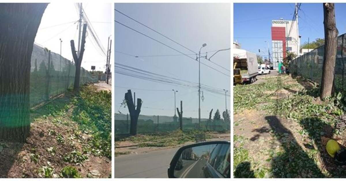 Se ciopârțesc iar copacii de pe domeniul public, Poliția Locală nu vede ...