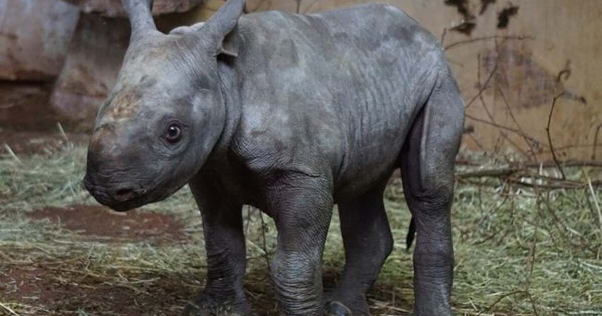Un pui de rinocer negru, o specie care aproape a dispărut, s-a născut ...