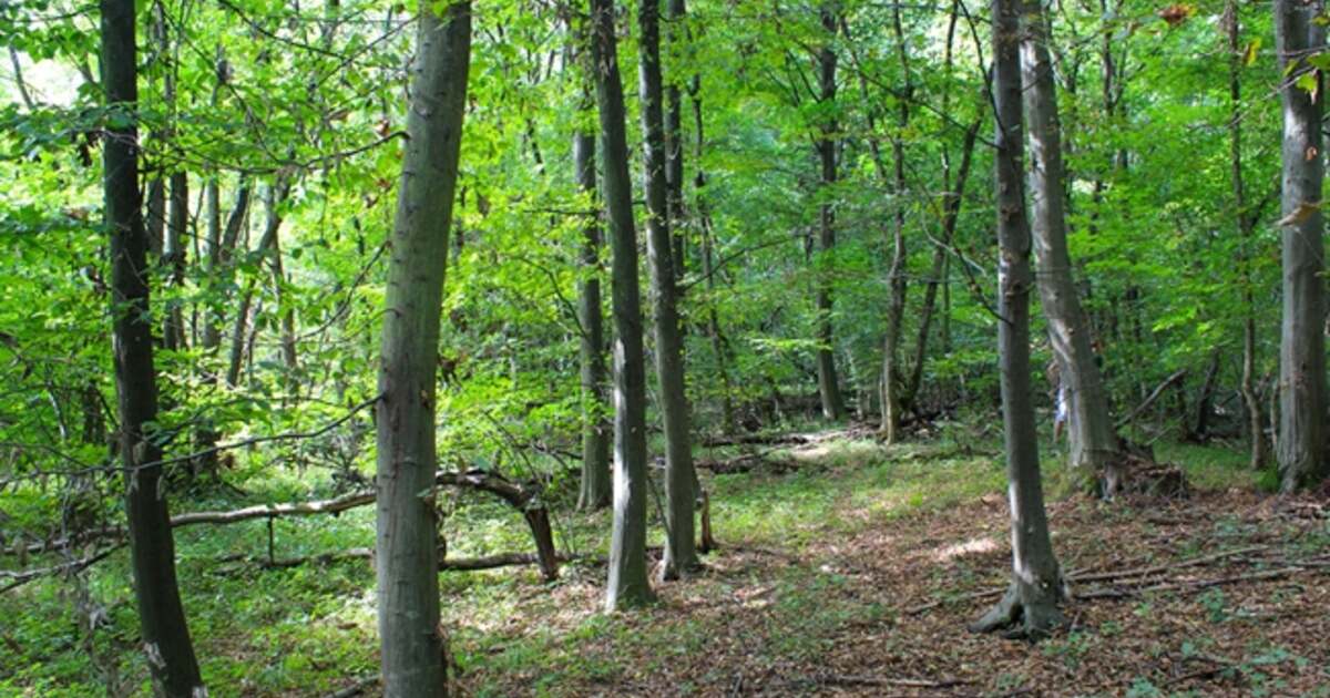 Hai la plantat în Pădurea Bistra, cu CODRU. Acțiune voluntară ...