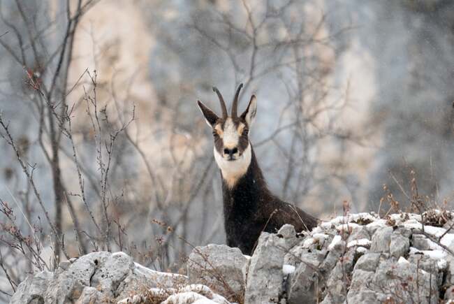 Imagini superbe surprinse în Banatul Montan, cu un grup de capre negre ...
