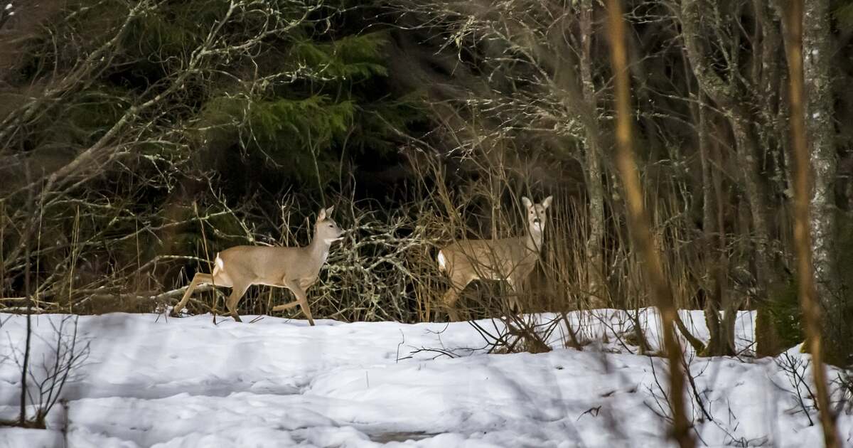 Grup de căprioare, surprins în pădurile din Banat, în căutare de hrană ...