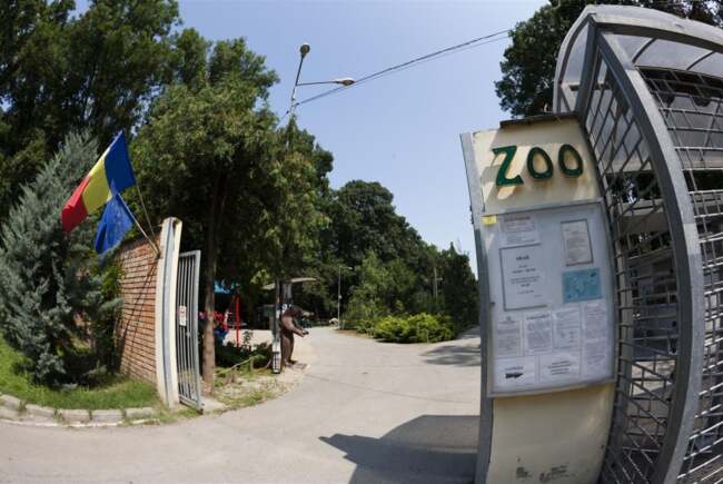 Zoo Timișoara s-ar putea redeschide în 2023. Unde ajung animalele - Tion