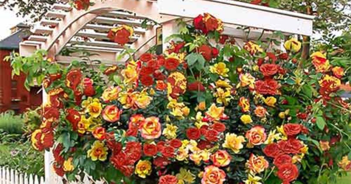 Soiuri de trandafiri care tolerează bine iarna - Tion