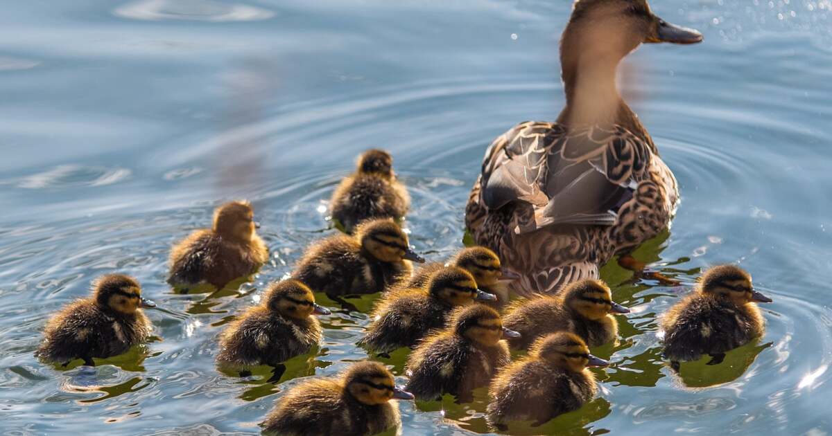 Vestitorii primăverii au ajuns în Iulius Town: familia de rățuște s-a ...