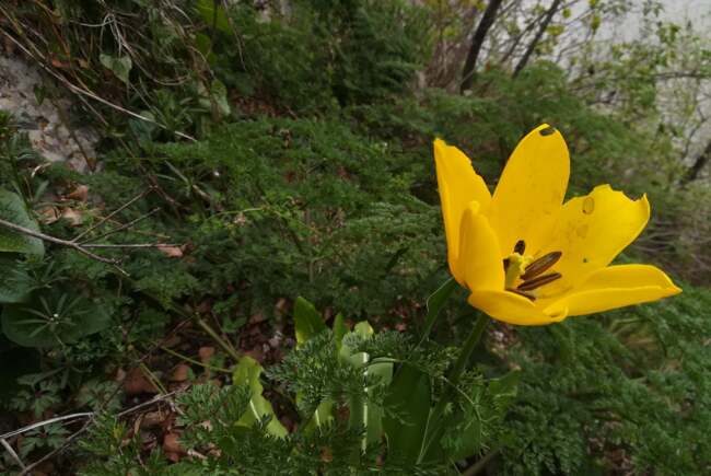 FOTO. A înflorit laleaua bănățeană, simbolul Clisurii Dunării. Specie ...