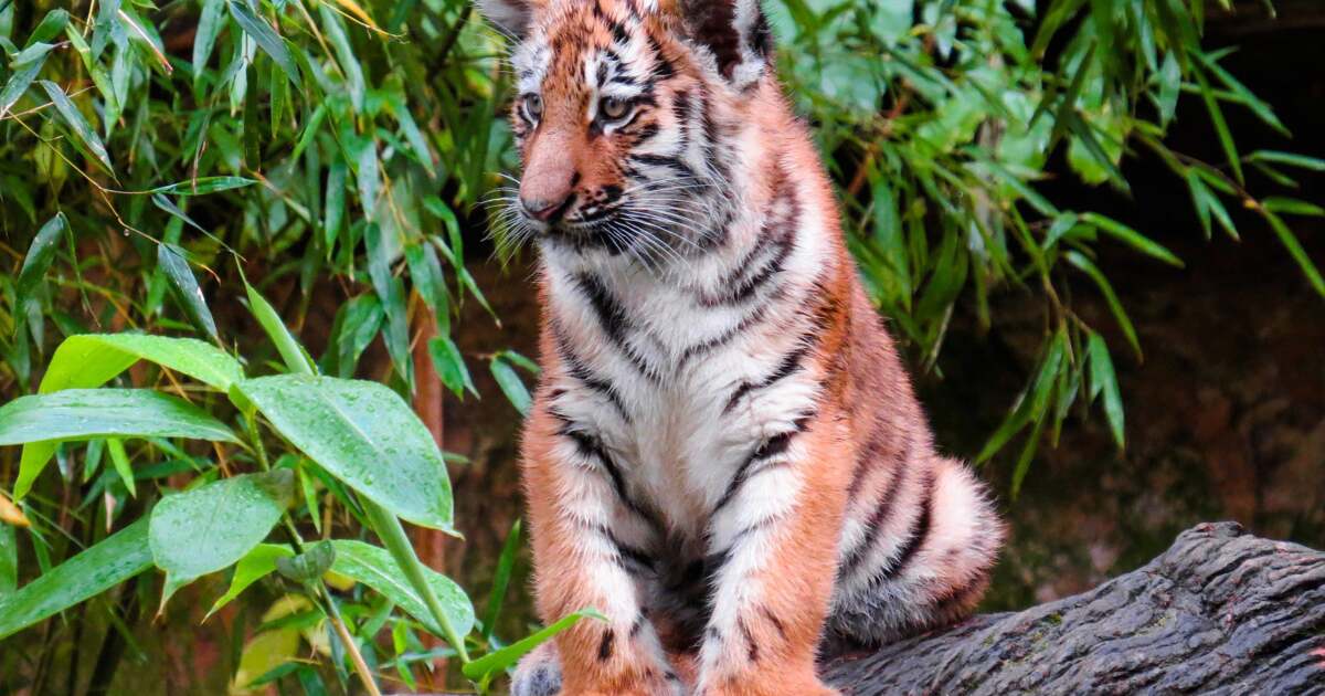 Patru pui de tigru siberian, născuți în China - Tion