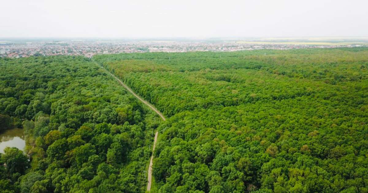 Încep să se miște lucrurile cu proiectul de a transforma Pădurea Verde ...