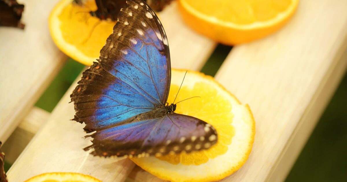 FOTO. Expoziție deosebită la Iulius Town cu 150 de fluturi exotici - Tion