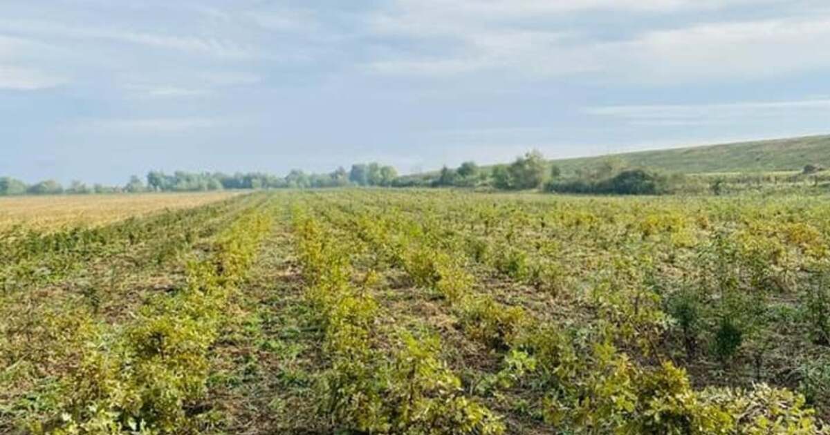 Puieți plantați pentru regenerarea pădurilor din vestul țării - Tion