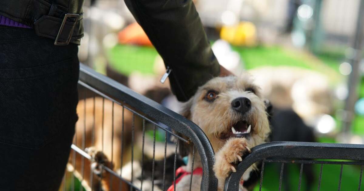 Consilierul județean Alexandru Iovescu: „CJT a blocat două proiecte de ridicare a unor ...