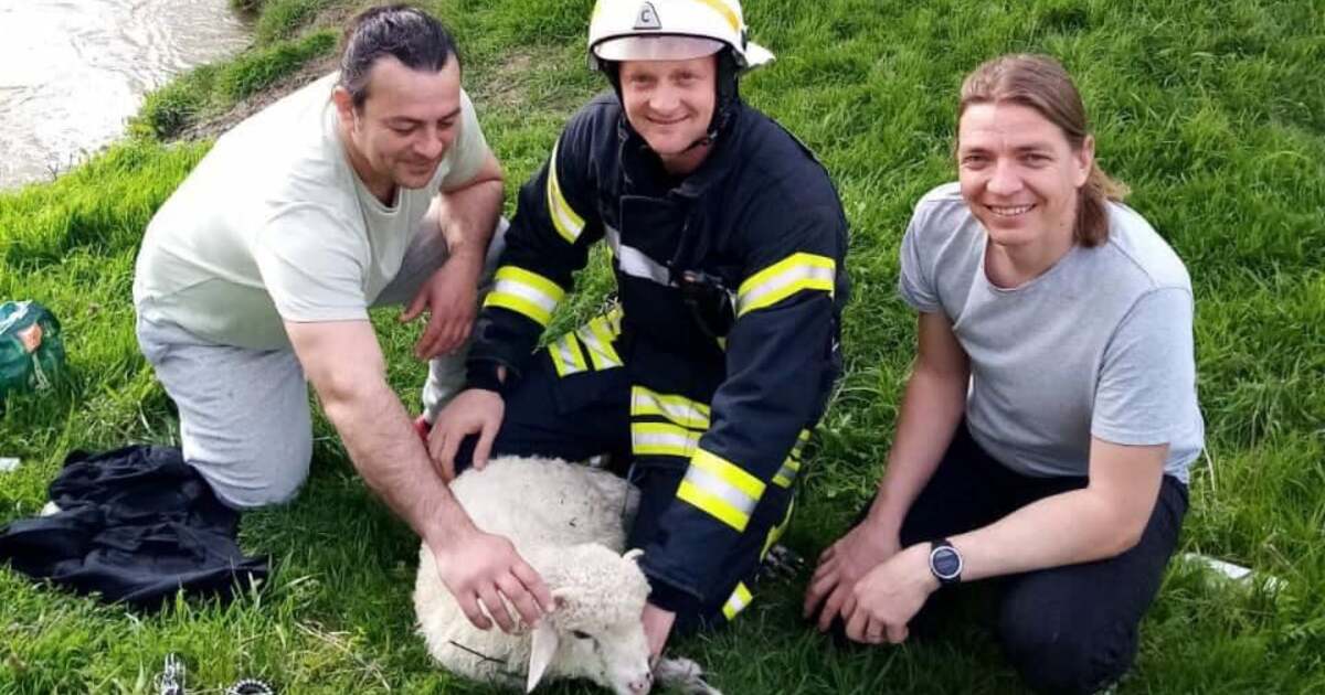 Animale salvate pompieri - Tion