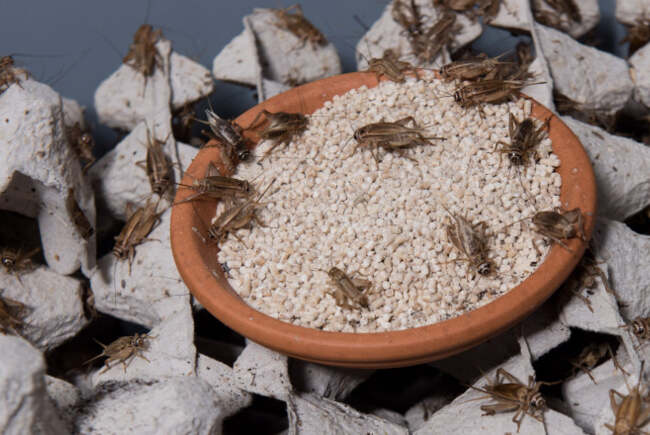 Făina de greiere a apărut în România. Cât costă o sută de grame - Tion