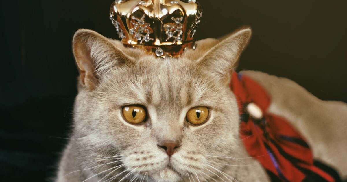 Expoziție de pisici de rasă în weekend, la Timișoara - Tion