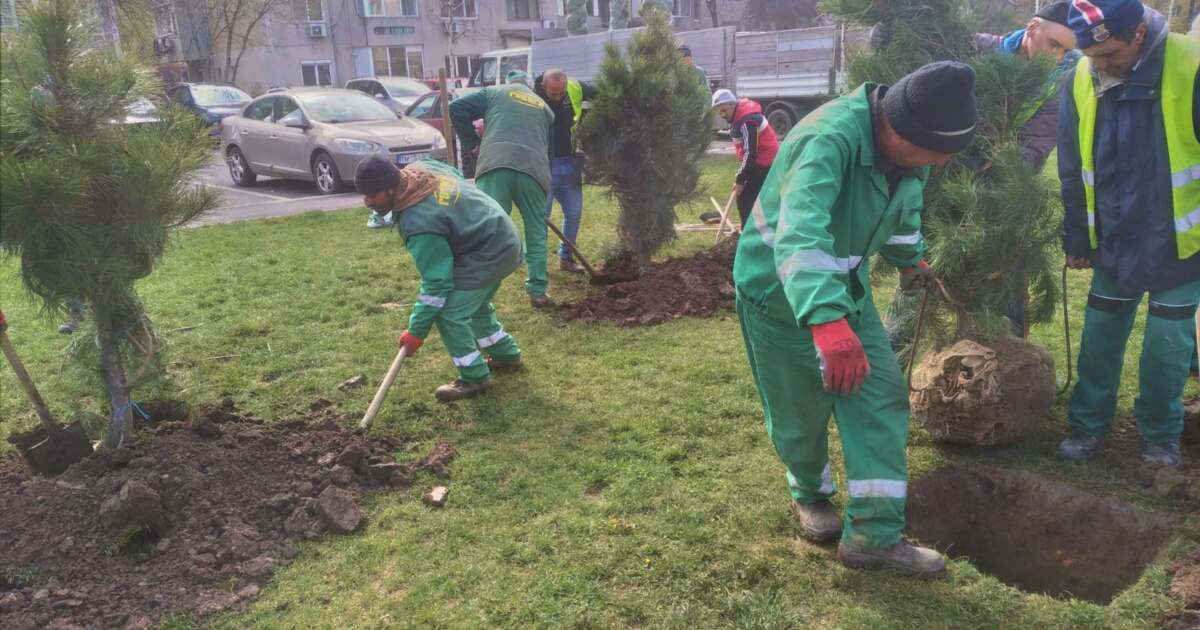Plantări în cartierele Timișoarei - Tion