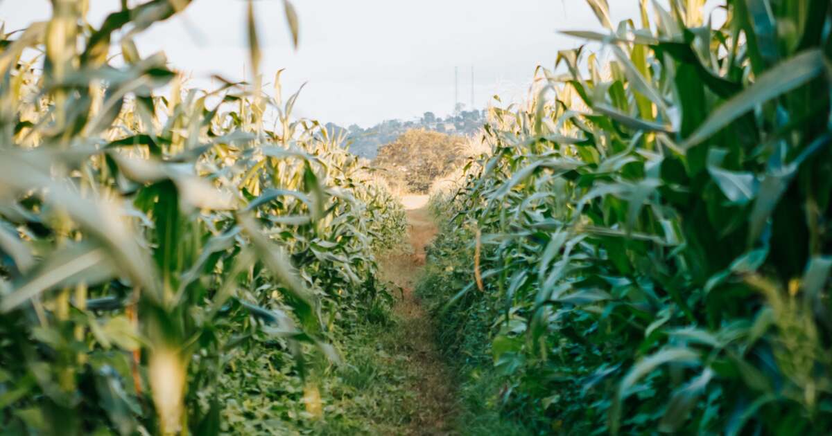 Labirint gigantic într-un lan de porumb, inaugurat în Ungaria. Poate fi ...