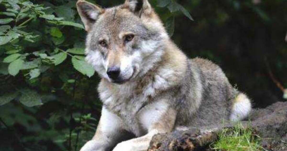 Primul exemplar de hibrid între lup și câine, descoperit în România - Tion