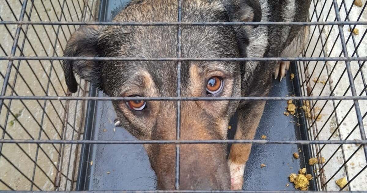 Mai multe animale maltratate, salvate de polițiști din casa unui bărbat ...