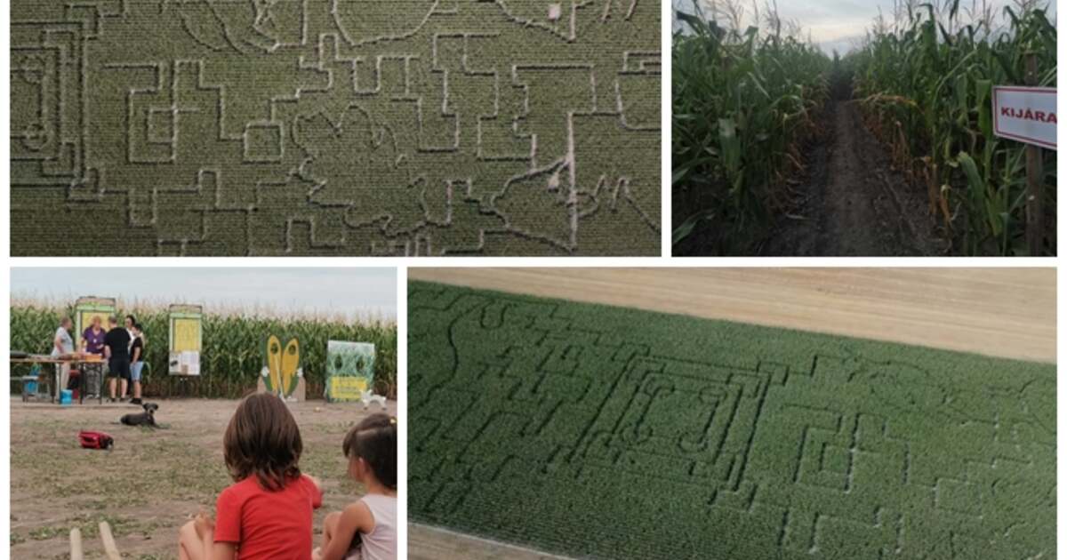 FOTO. Labirint gigantic într-un lan de porumb, la Kiszombor. Atracție ...