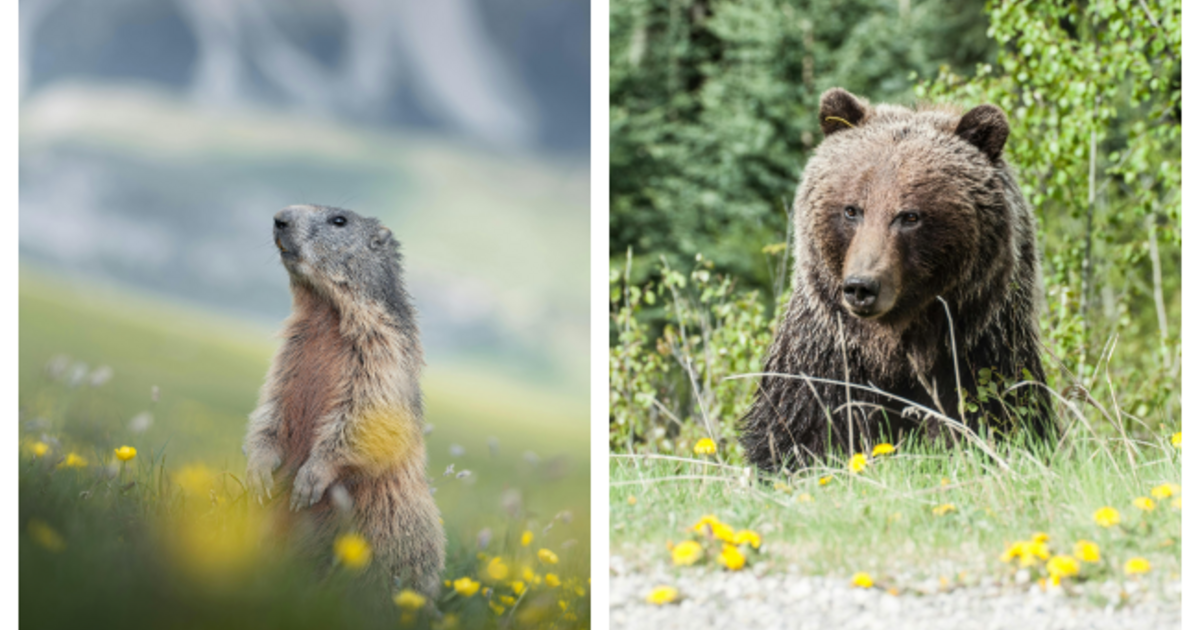 Oracolele naturii: cum prezic ursul și marmota venirea primăverii - Tion