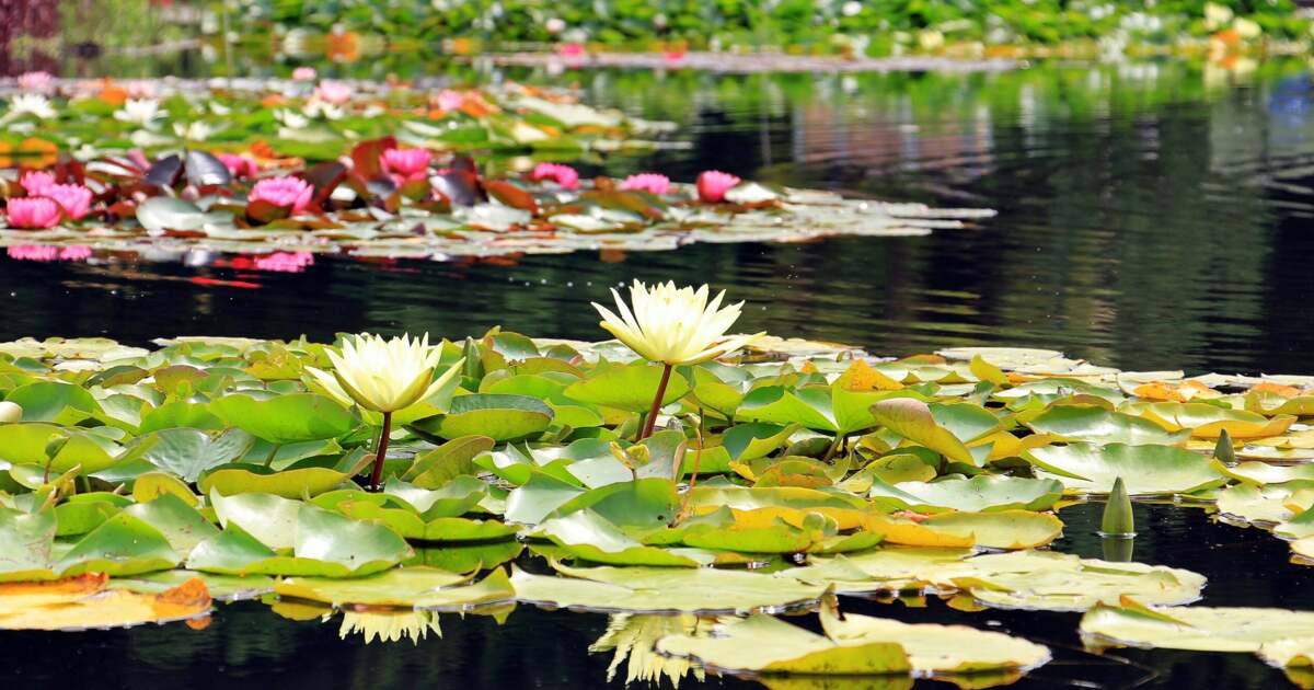 VIDEO. Parc cu lac termal, la o oră de Timișoara. Proiectul primește 2 ...