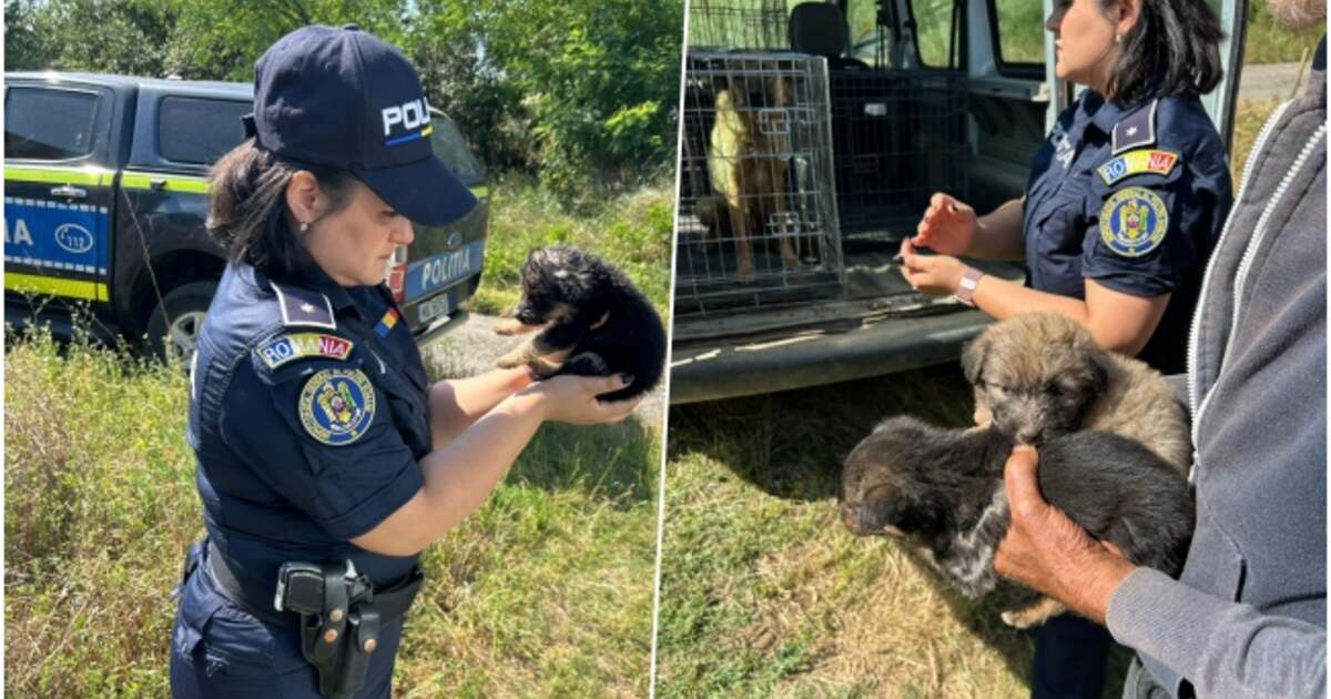 Opt câini ținuți în condiții mizere, salvați de polițiști într-o ...