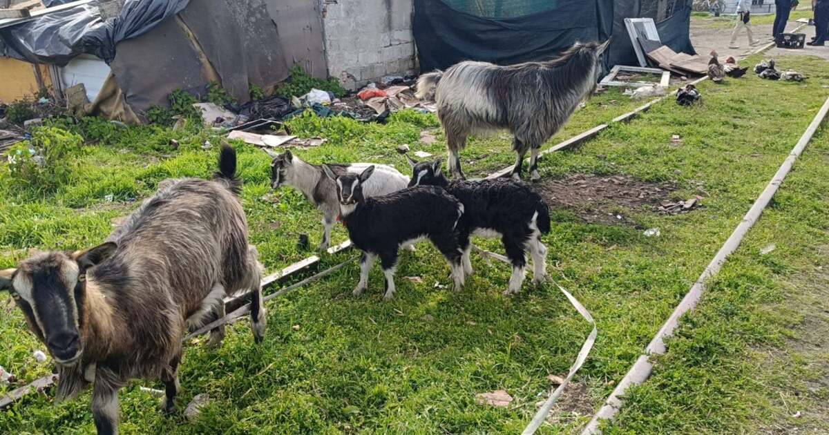 Timișoreni deranjați de mirosul venit de la găinile, rațele, oile ...