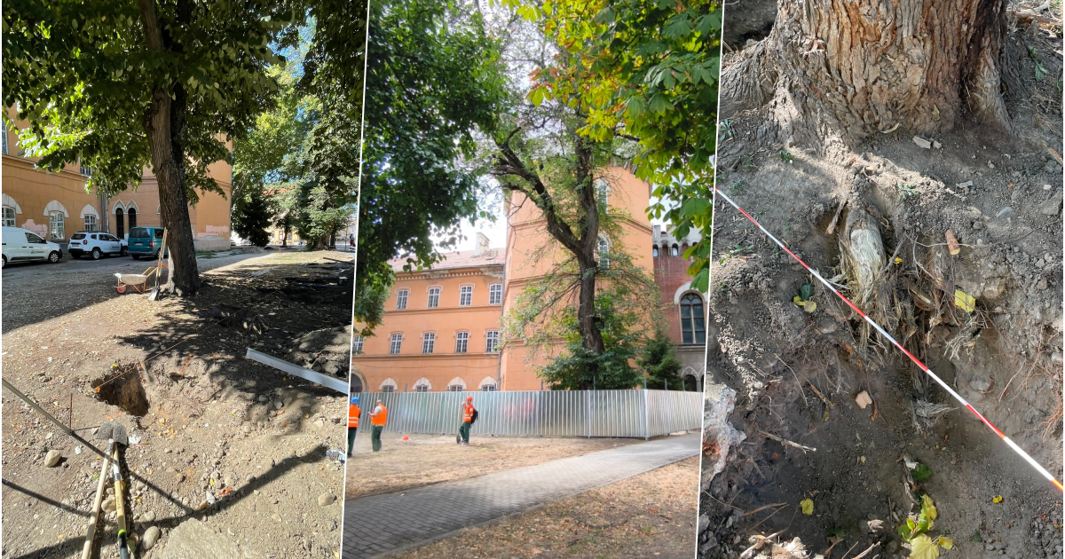 Arborii din jurul Castelului Huniade „nu vor fi afectați sau defrișați”, spune CJT. Totuși, s-a ...