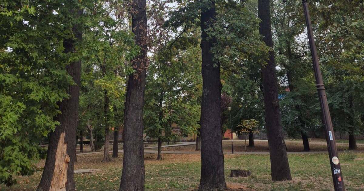 Stejari seculari Parcul Regina Maria - Tion