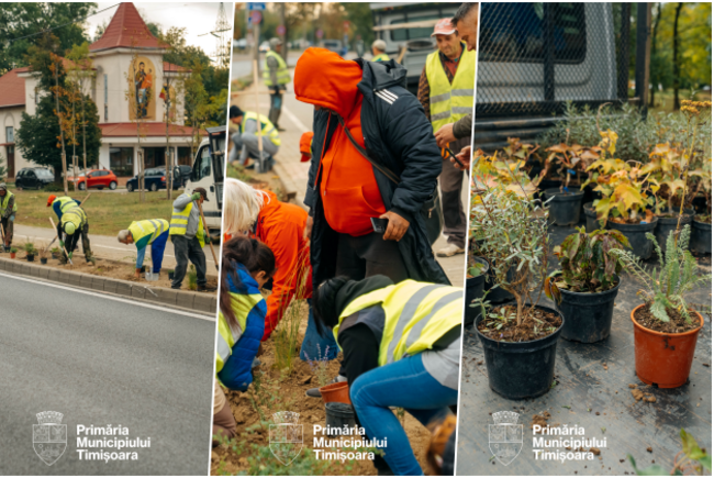 Plante rezistente la secetă, în loc de gazon, pe bulevardul Liviu ...