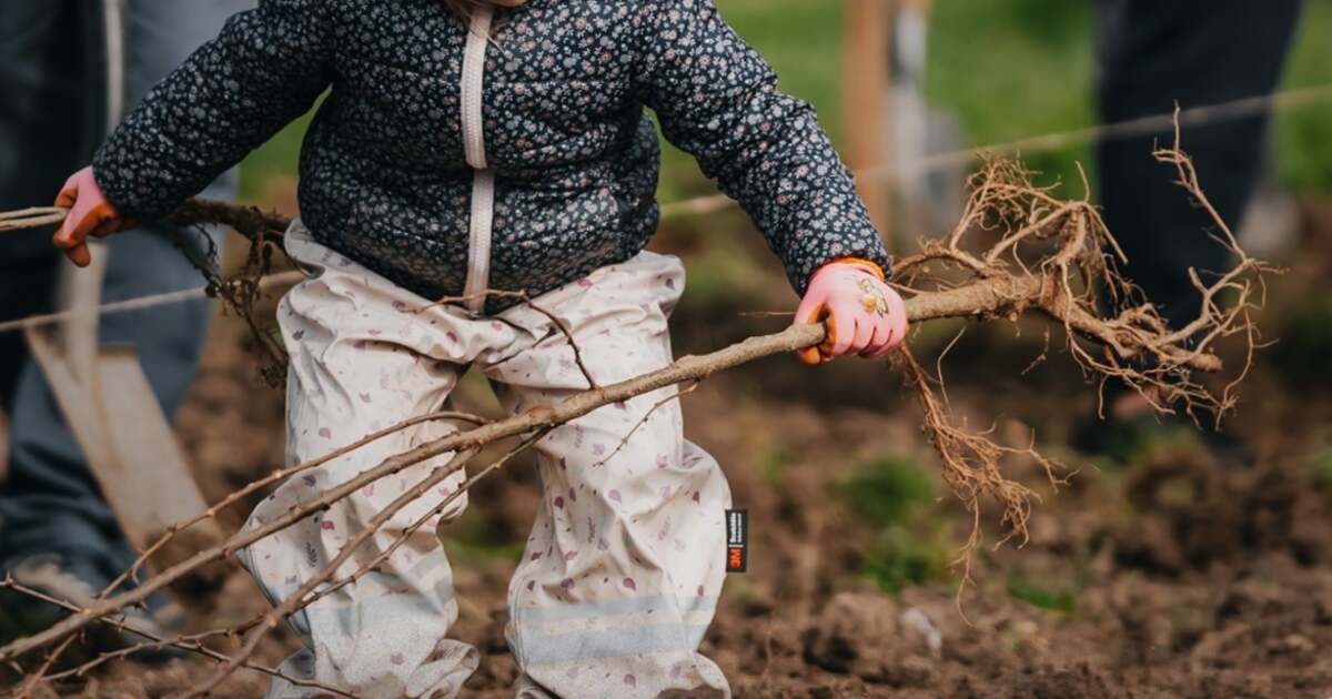 10.000 de puieți plantați la Ianova. Voluntarii, invitați să „scrie ...