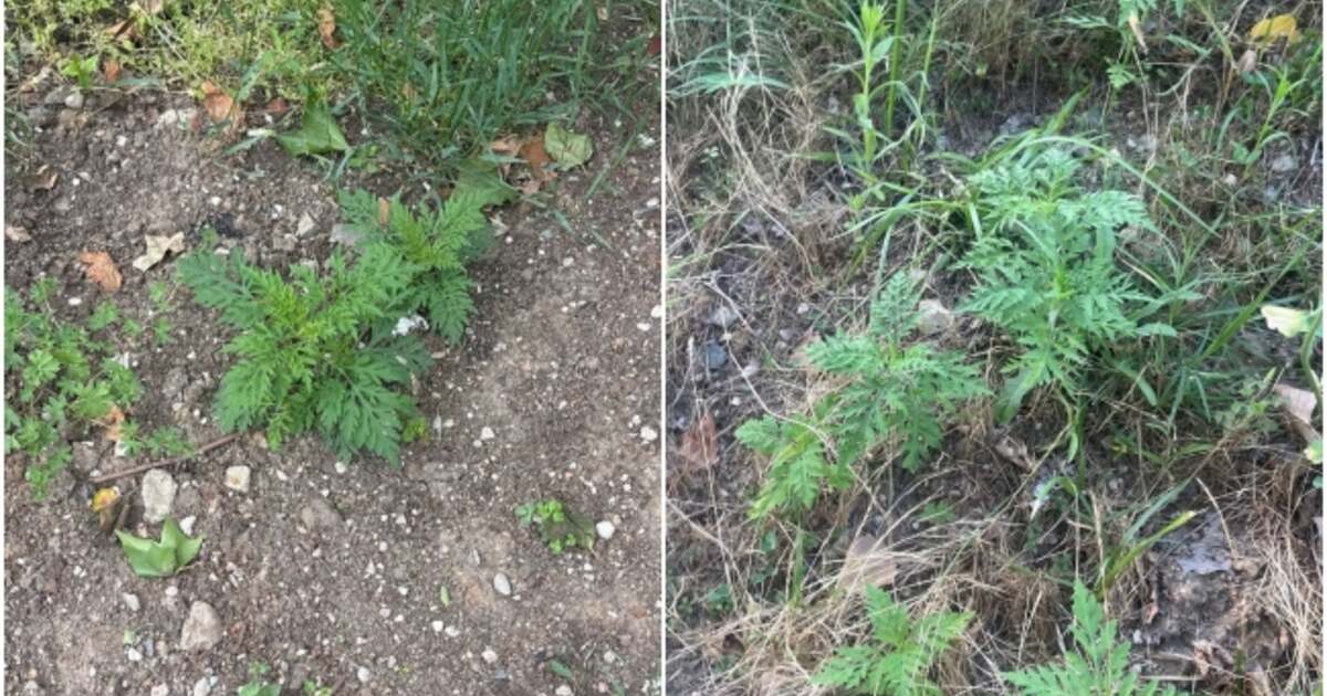 Ambrozia trebuie distrusă acum, nu în august! Ce poți face când observi ...